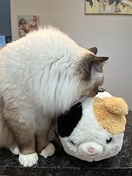 Amazon.com: Aurora® Adorable Spudsters™ Callie Cat Stuffed Animal ...