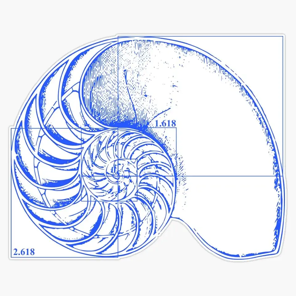 The Deep Meaning Behind The Nautilus Symbol | ShunSpirit