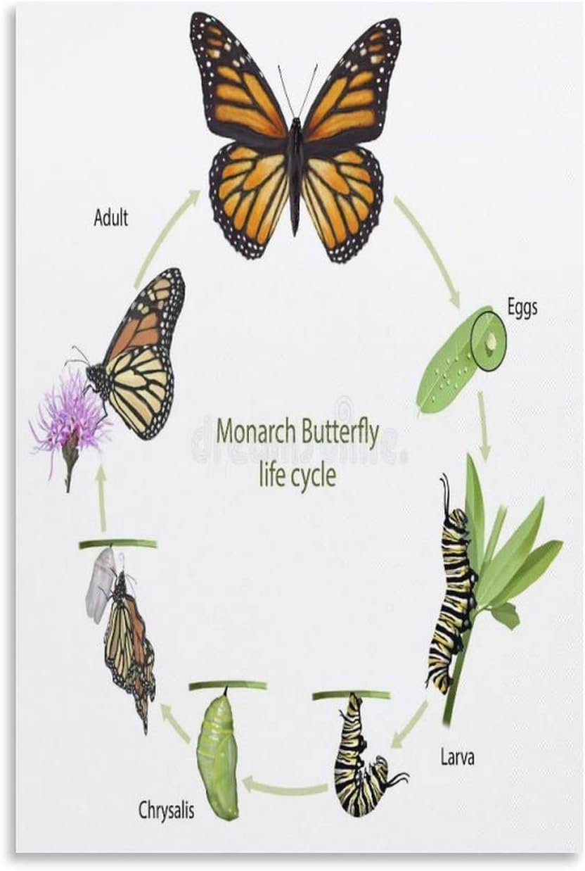 Amazon.com: KJJLNRQ Monarch Butterfly Life Cycle Poster Painting Art ...
