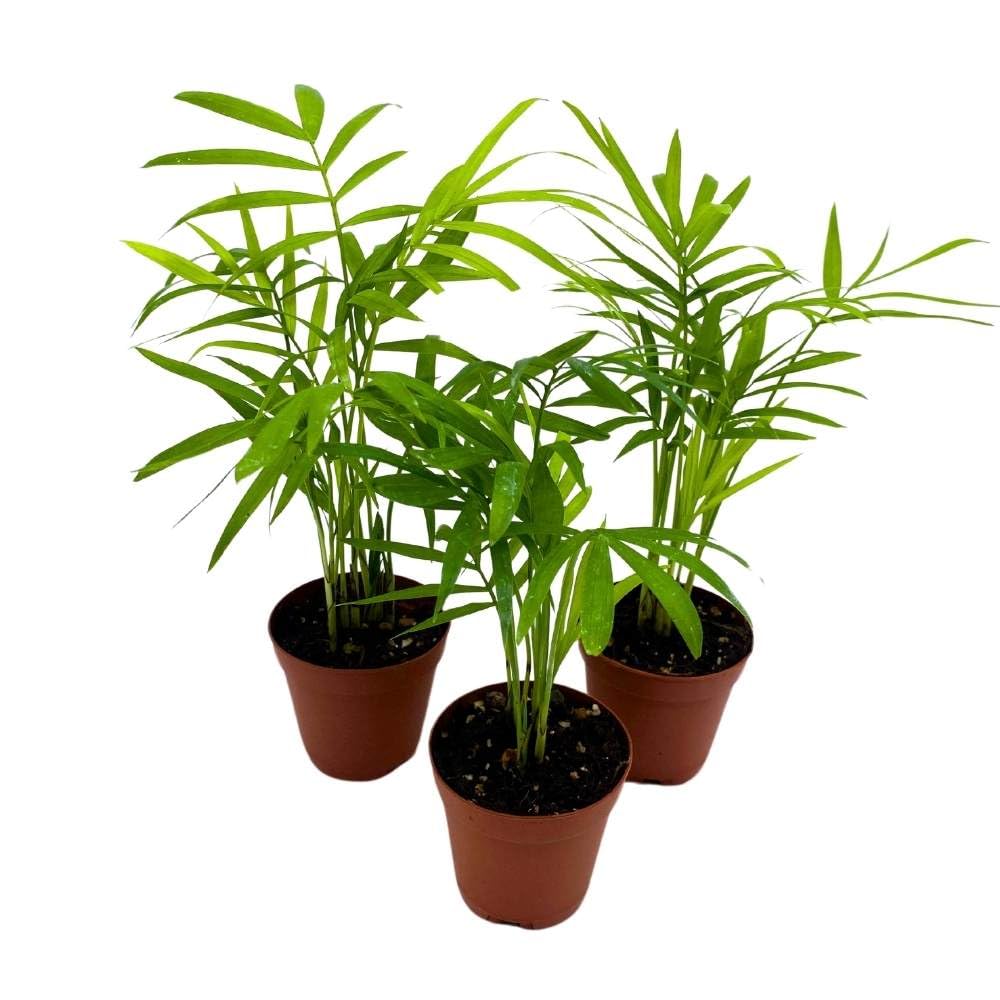 Amazon.com : BubbleBlooms Neanthe Bella Palm 2 inch Set of 3 ...