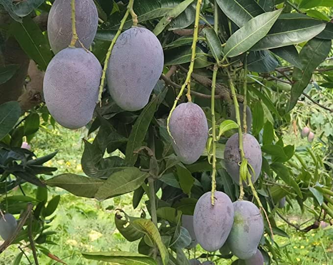 Guru24Hours™ Ambika Mango Live Plant Grafted Variant Healthy Live Plant ...