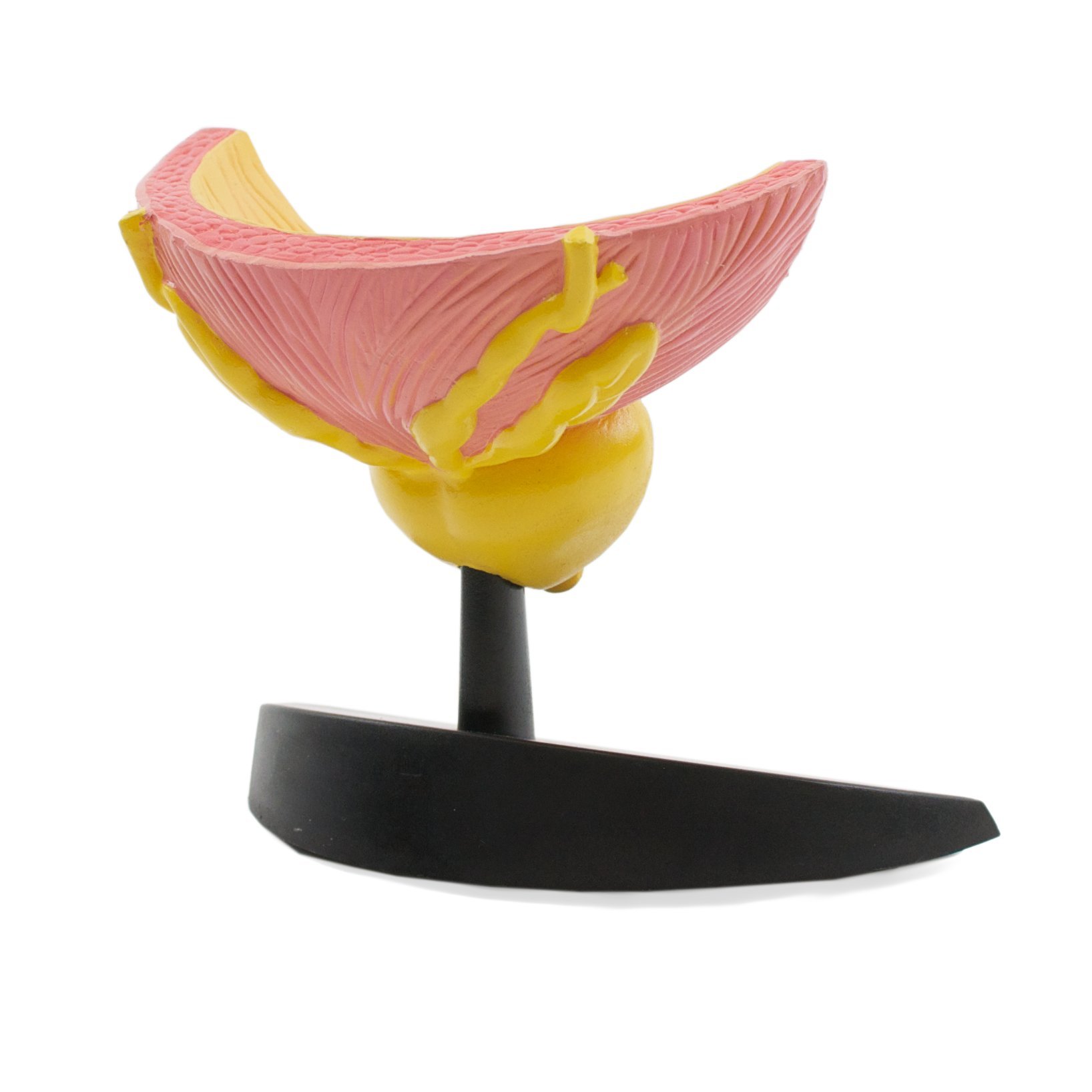Anatomisk modell - Hitta bästa priset på Prisjakt