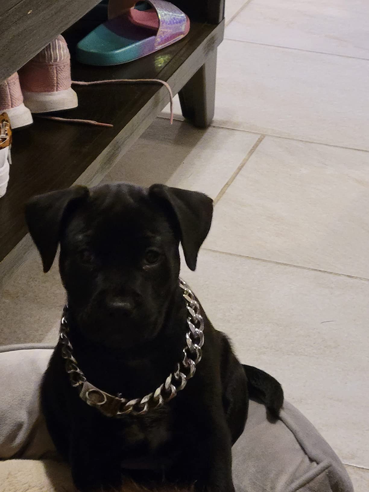 $8/mo - Finance Silver Dog Chain Collar Walking Metal Chain Collar with ...