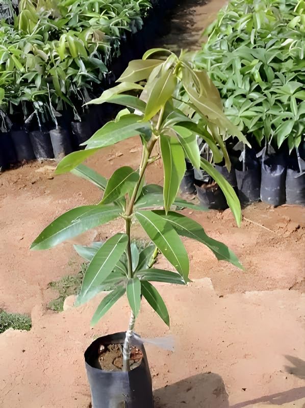 Greenbuddy Original Sweet "Gulap Khas Mango" Grafted Varient Live Plant ...