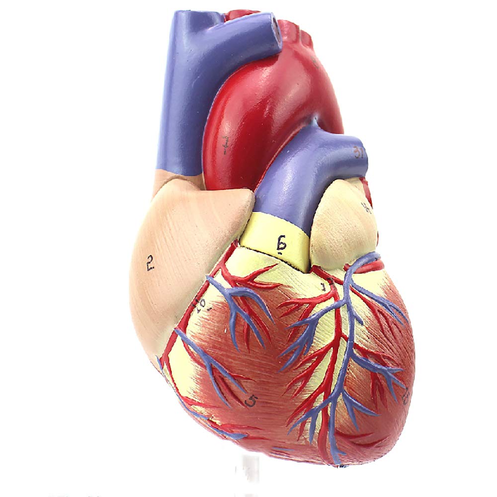 Couleur Du Coeur Humain Tout Comprendre Sur : Le Cœur YouTube