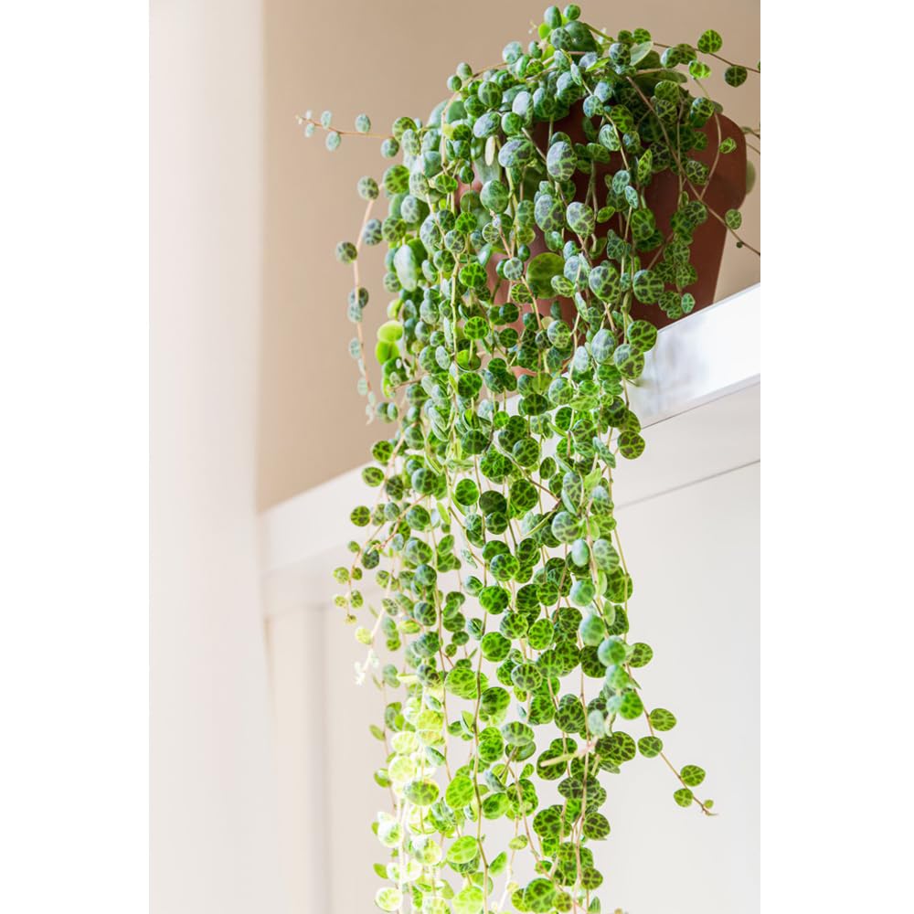 Peperomia prostrata 'String of Turtles' - Tender Perennial - Trailing ...