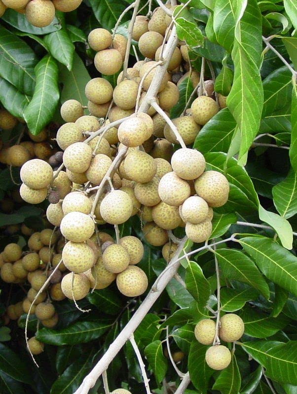 Longan Fruit Dragon Eye (Ash Fol) Healthy Live Plant Grafted Original ...