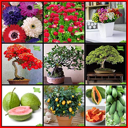 Creative Farmer Fruit Seeds Combo Flower Seeds & Fruit : Lemon Guava ...