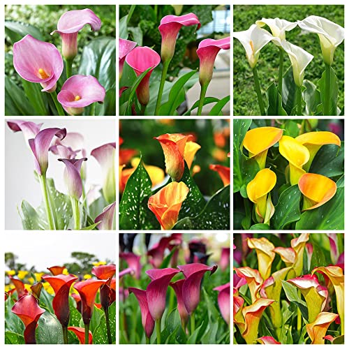 Bulbos de Calas en Leroy Merlin: Todo lo que necesitas saber - Mi Hogar