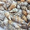 Amazon.com - PEPPERLONELY Brown Chulla Strombus Conch Sea Shells, 8 OZ ...