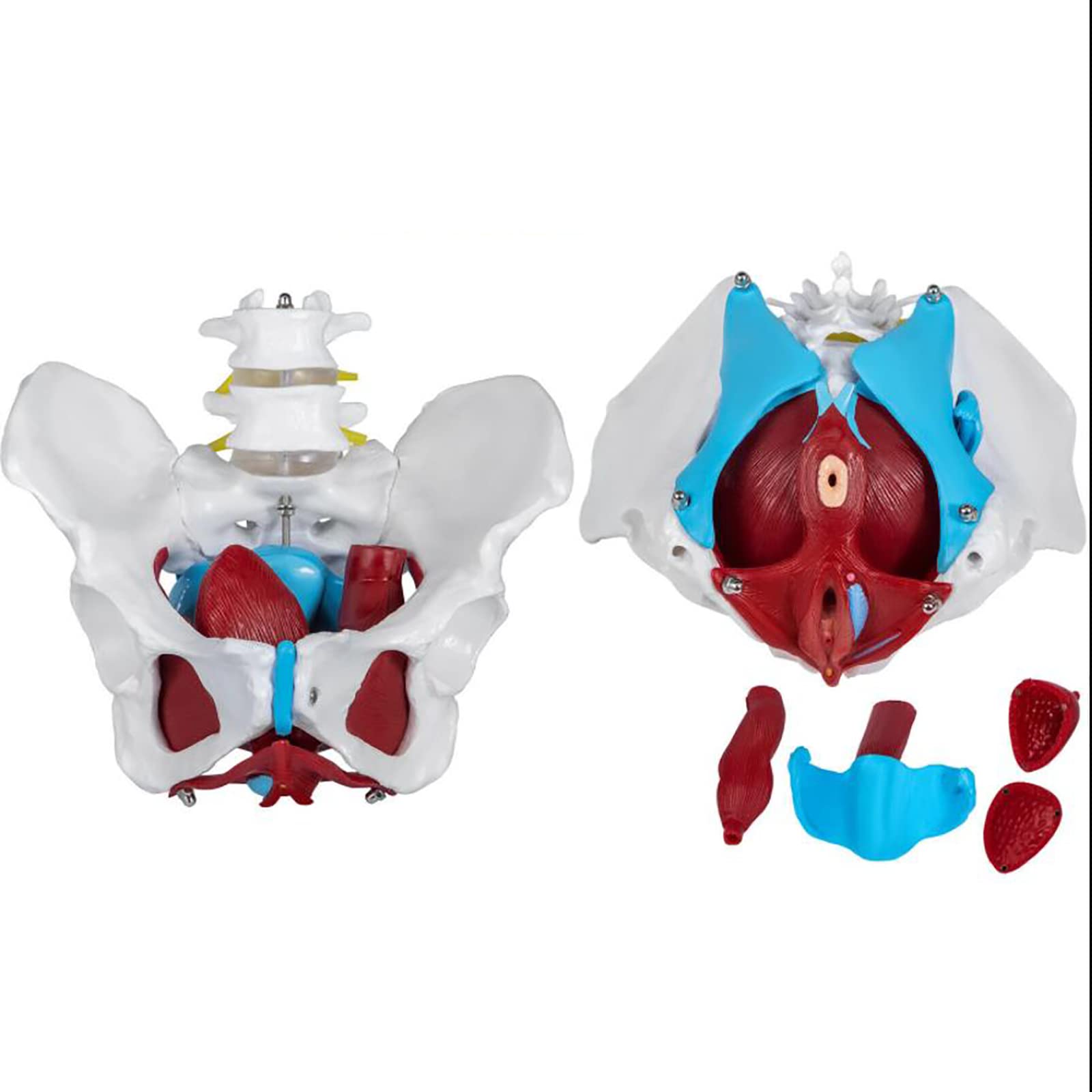 Female Pelvis With Organs Medical Female Anatomy Model Pelvic Floor ...