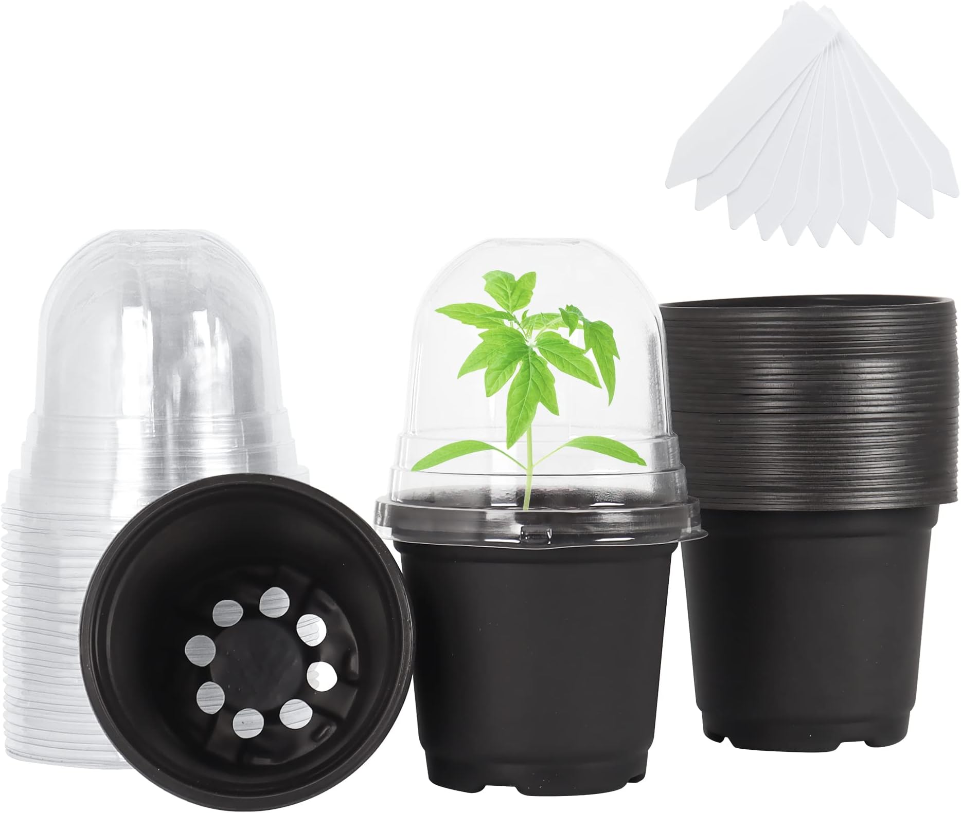 Amazon.com : Plants in A Box Plant Cloner Shipping Box for Plants ...