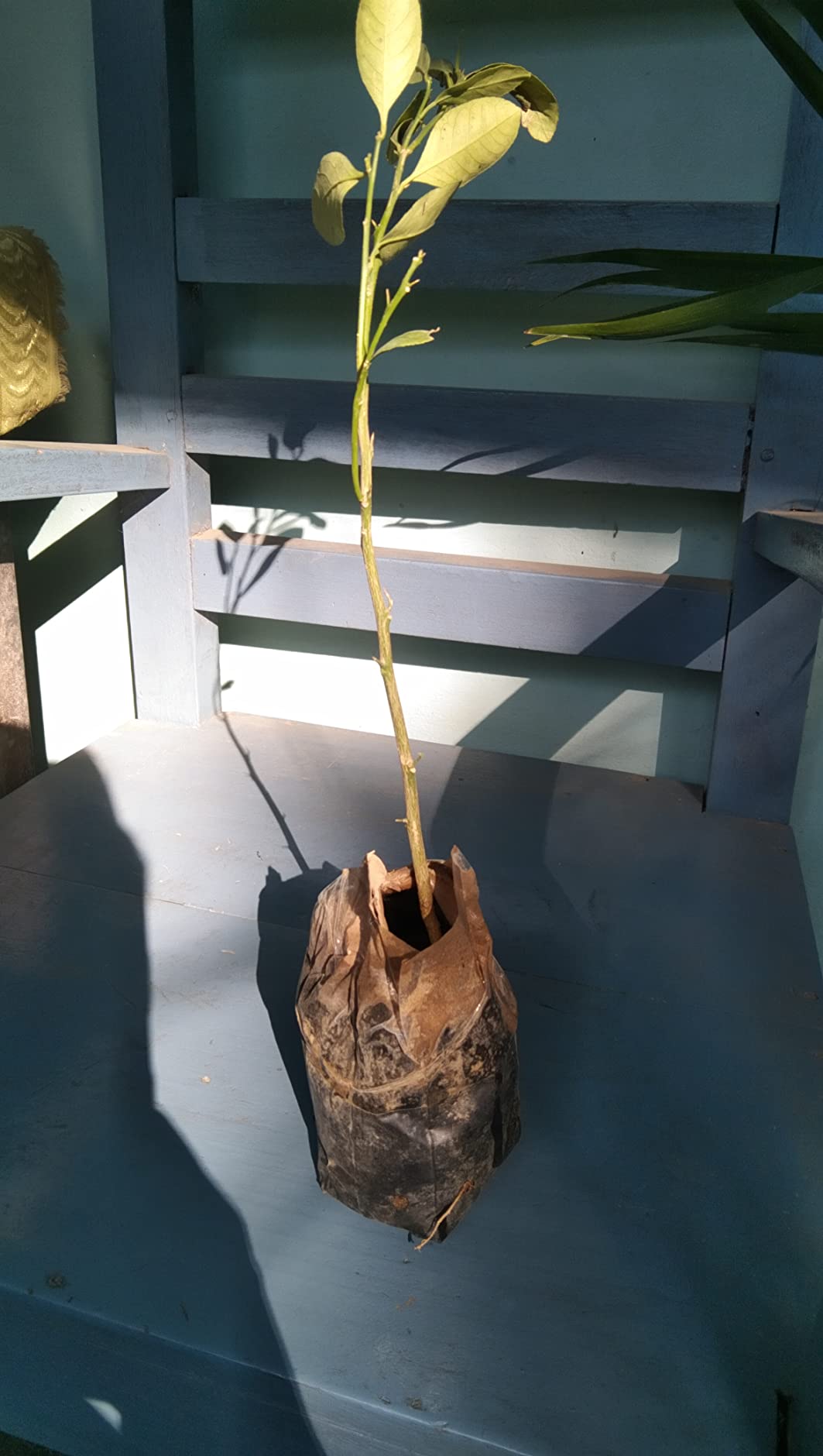 Mphmi Nimboo, Lemon Tree Kagzi Home and Garden Lime, Grafted- Plant ...