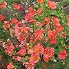 Geum Coral Tempest Hardy Outdoor Flowering Perennial Garden Plants in ...