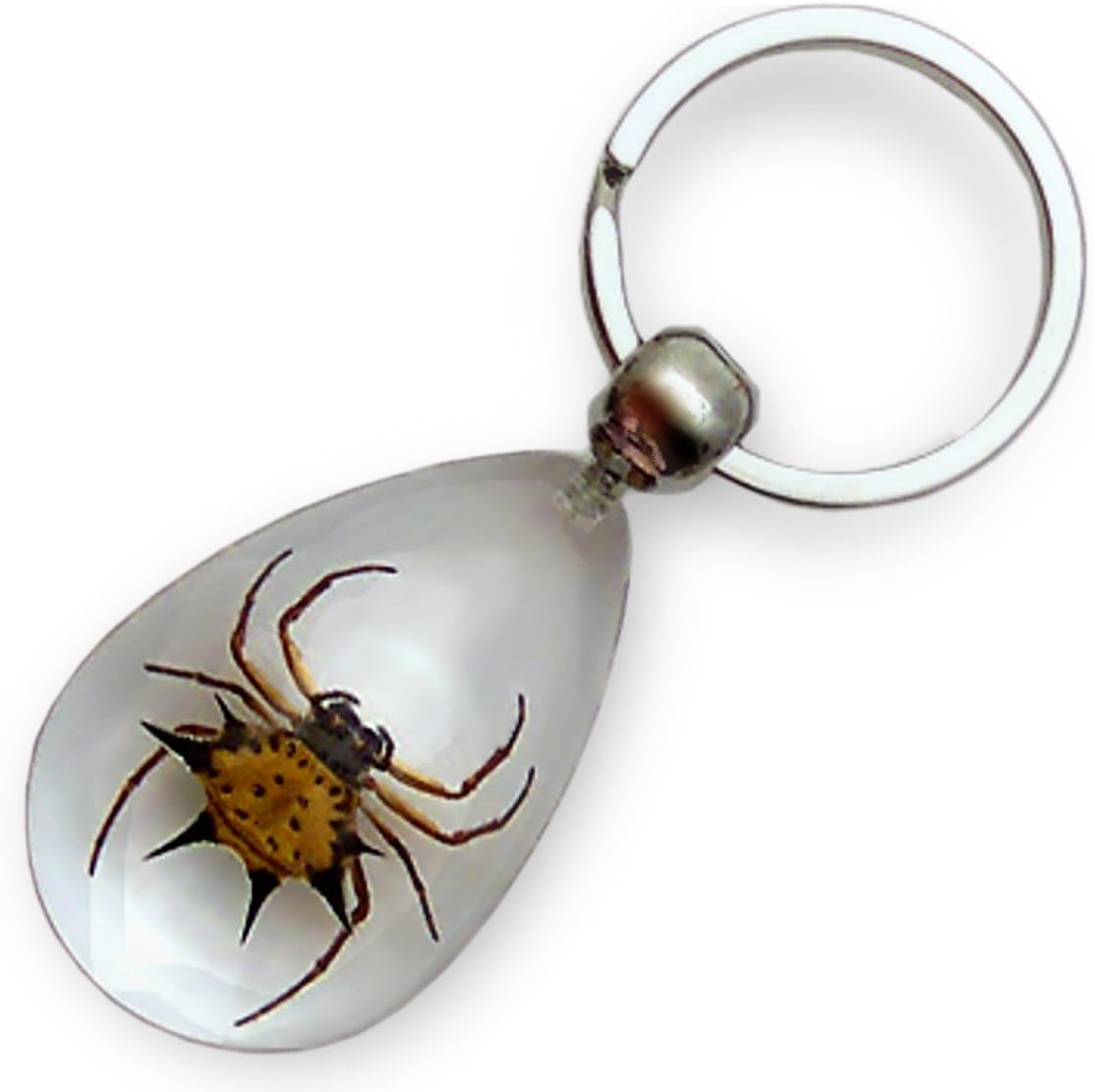 Amazon.com: SAMFE Real Insect Key Chain - Spiny Spider : Automotive