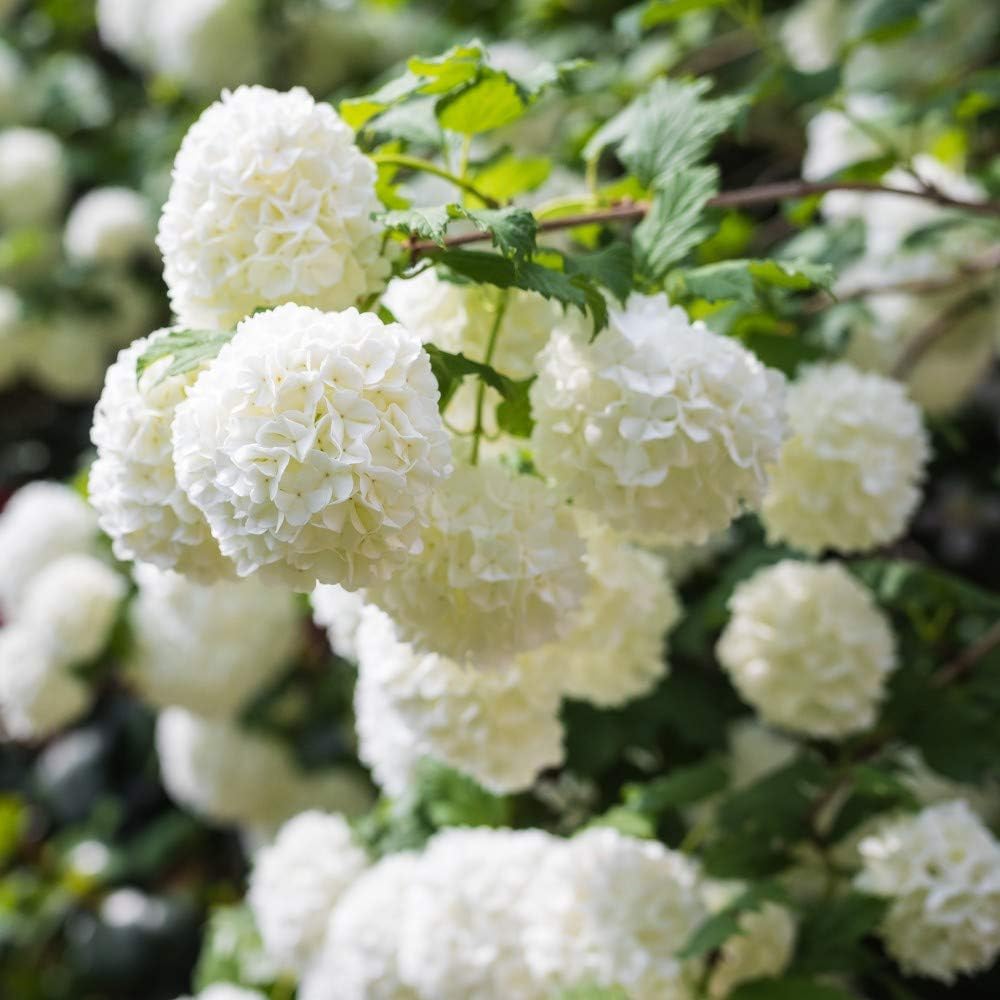 Viburnum Opulus 'Roseum' Snowball Tree – Hardy Garden Shrub Producing ...