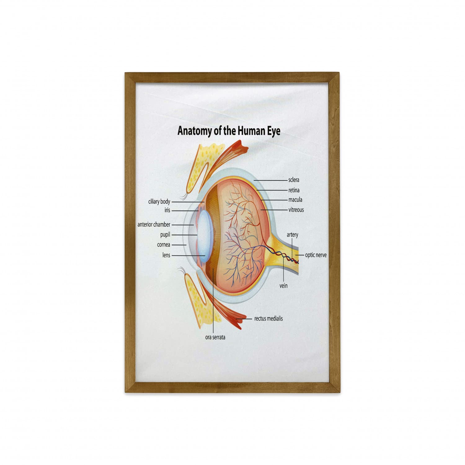 Image Anatomy Of A Walnut