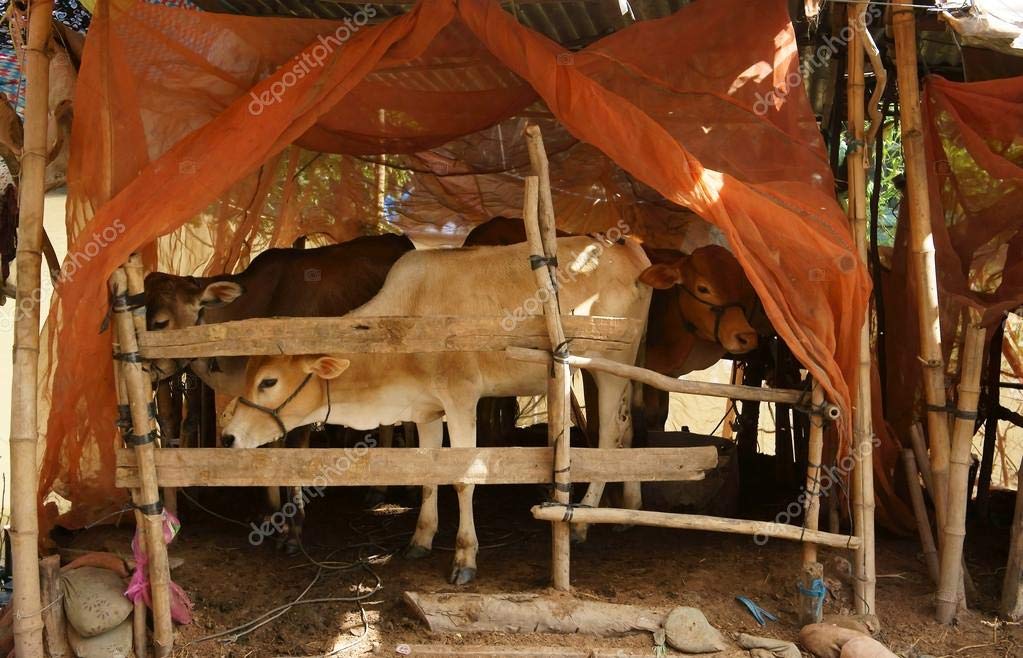 APS HDPE Animal Mosquito Nets, Cow Shed Mosquito House Fly Disease ...