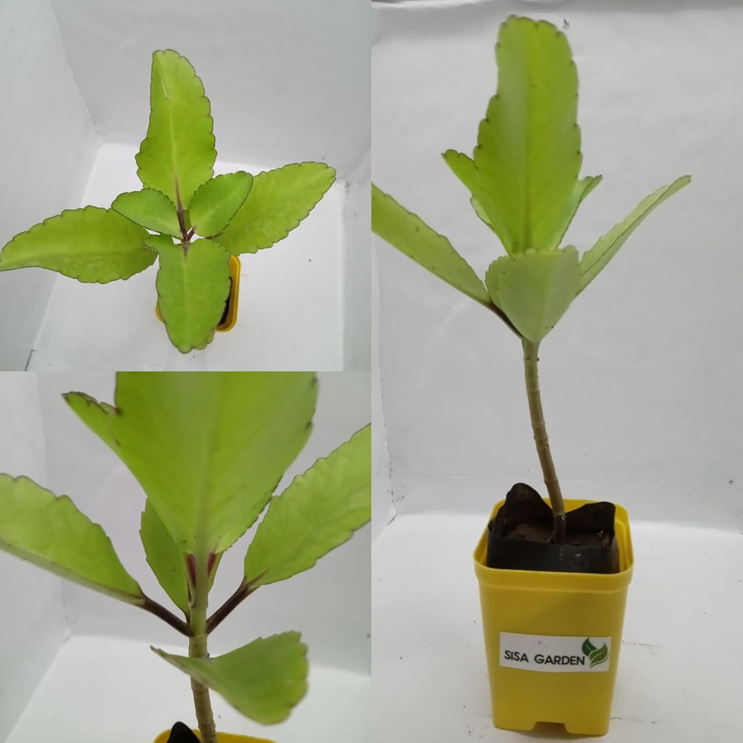 SISA GARDEN Panfuti/Bryophyllum Pinnatum/Miracle Leaf Plant ...