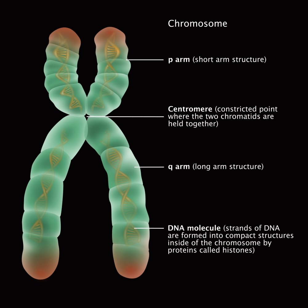 Labeled Chromosome Diagram