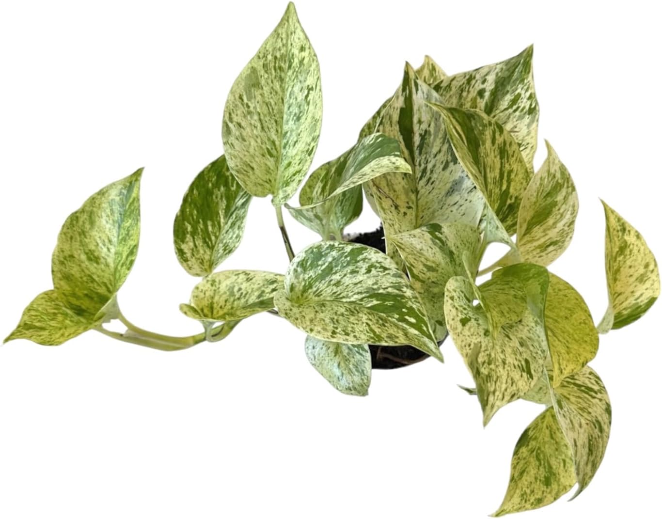 Amazon.com : Pothos N’Joy Live Indoor Plant, 4 inch Pot - Hopewind ...