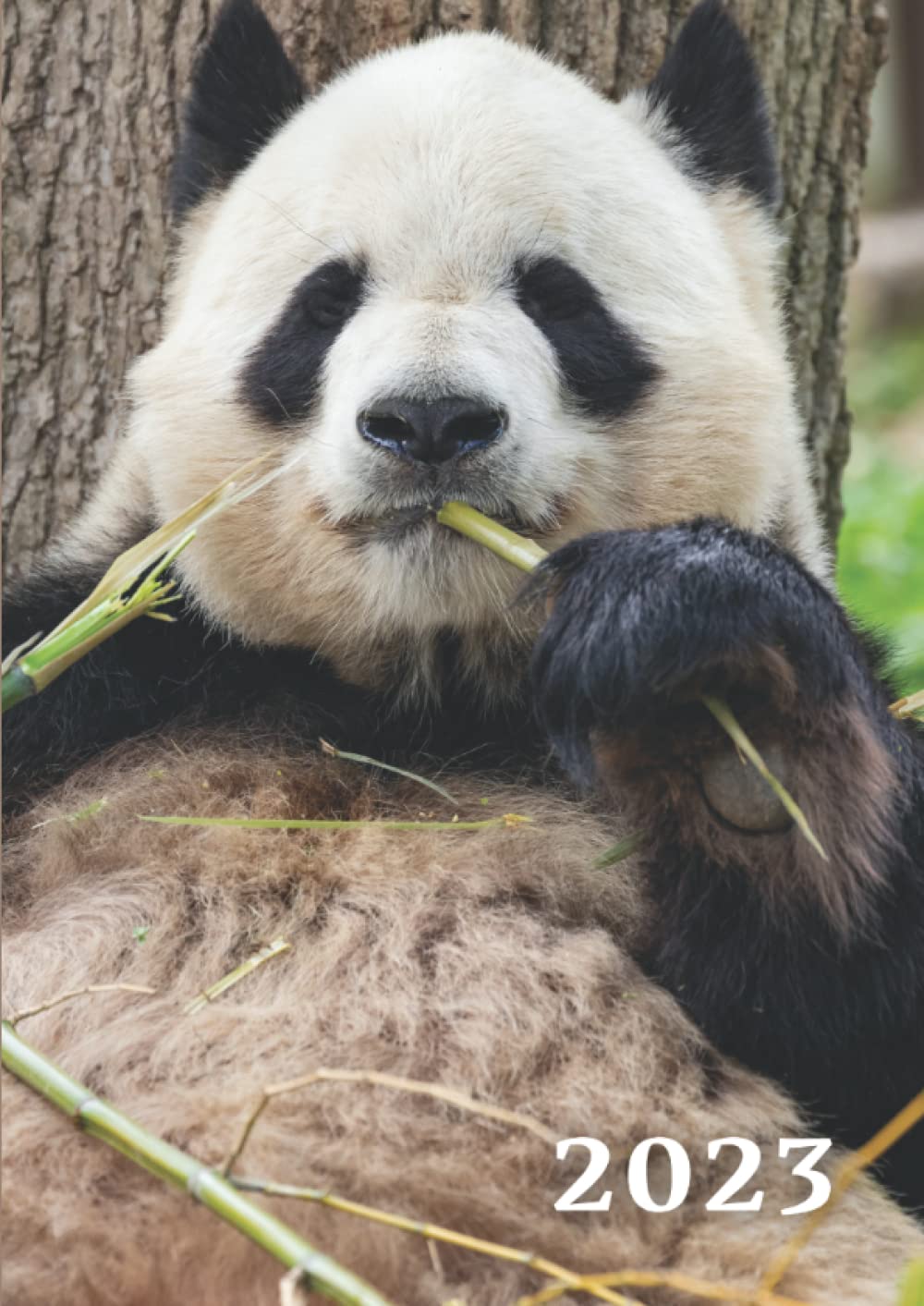 Amazon.com: Agenda A4: panda humoristique | semainier 2023 de janvier à ...