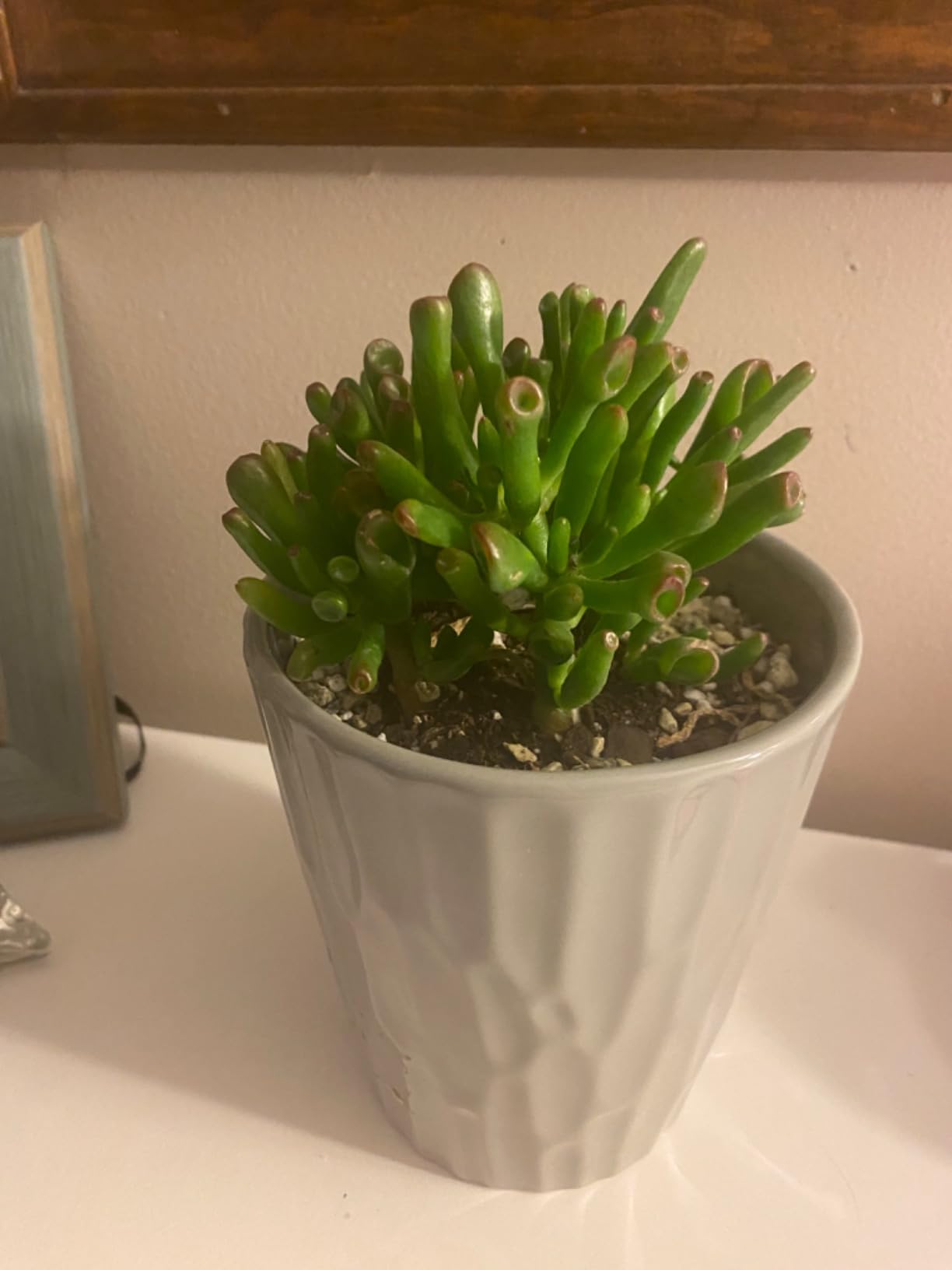 Amazon.com : Hobbit Jade Plant - Crassula ovuta - Easy to Grow - 4.5 ...