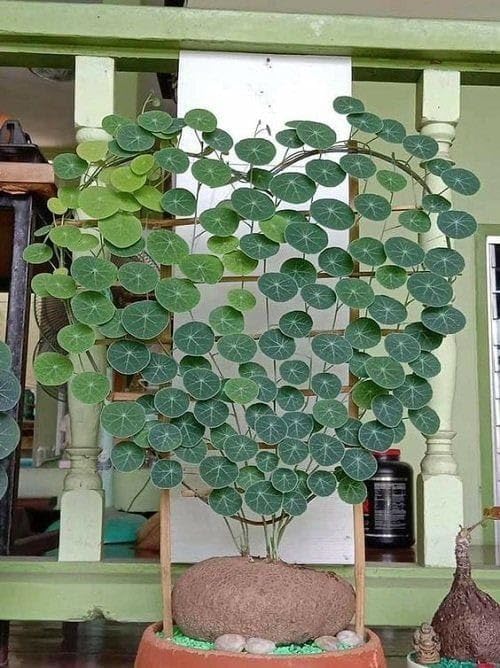 Suchitra Greenery® Chinese Money Plant/Coin Plant/Indoor Plant ...