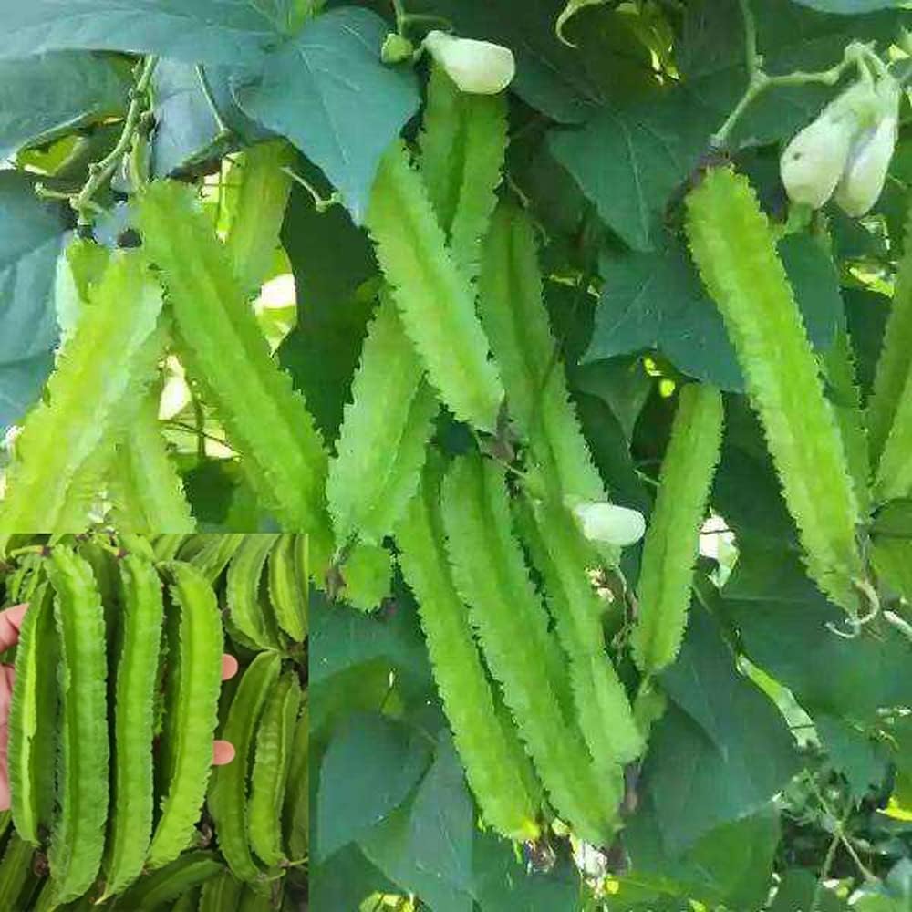 Amazon.com : Winged Bean Seeds Dragon Bean Dau Rong Goa Bean Asparagus ...