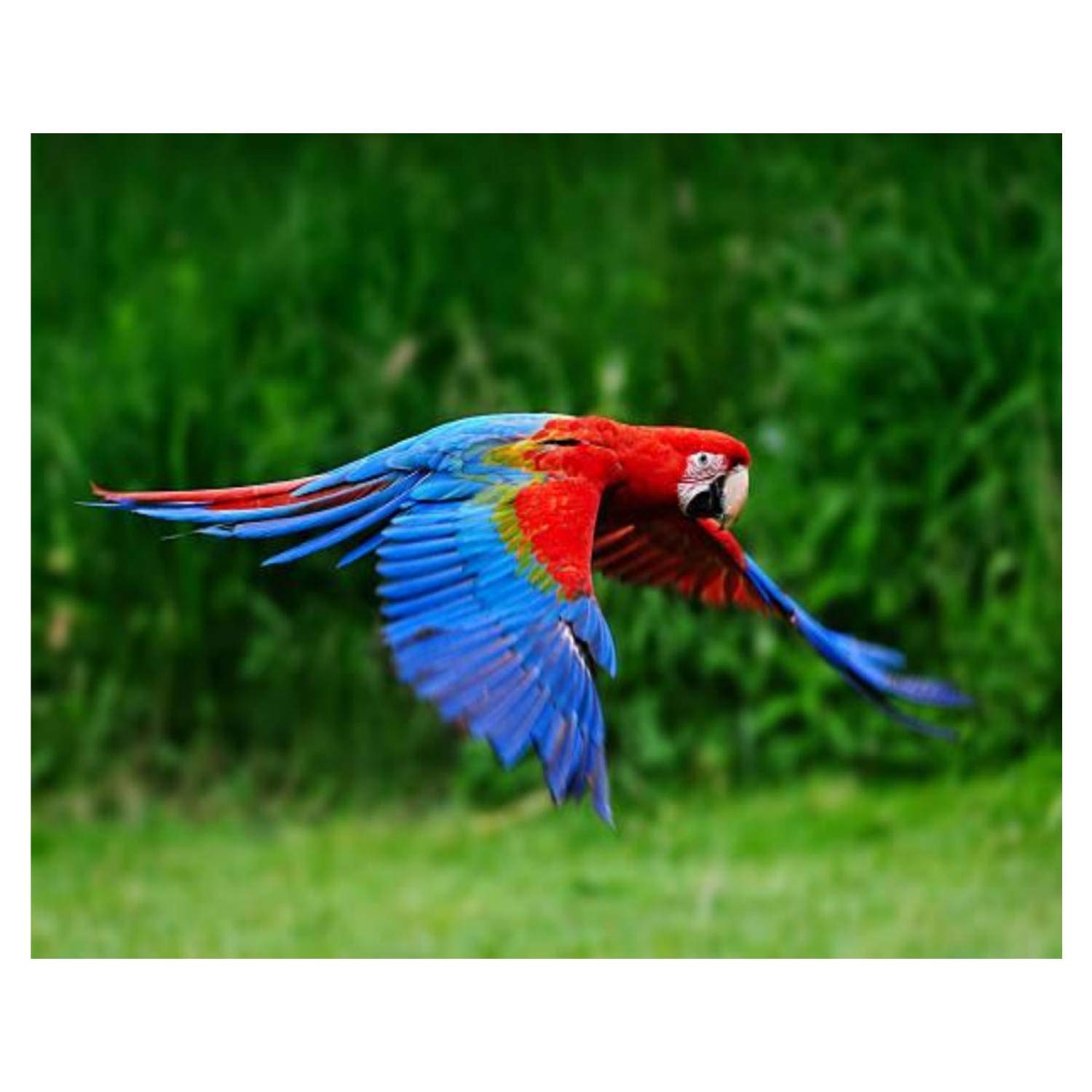 Scarlet Macaw Flying Drawing