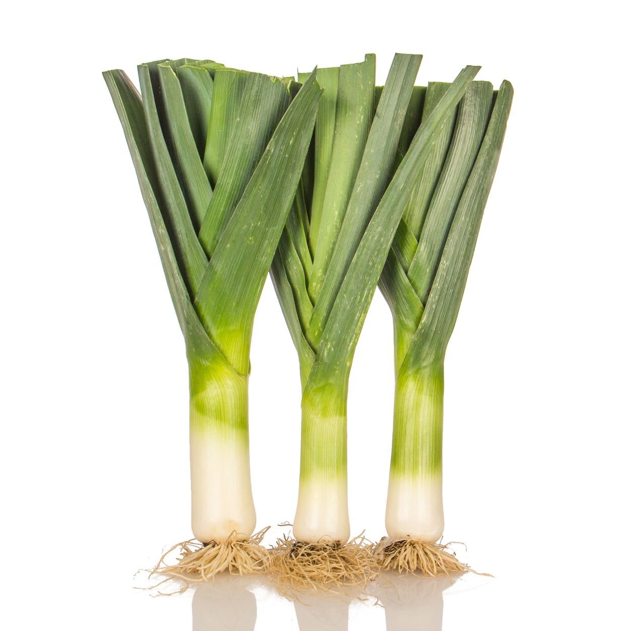 Amazon.com: Bulk Organic Leek Seeds (1/4 Lb)