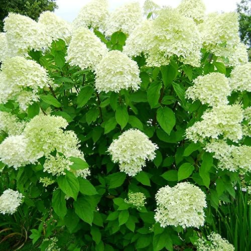 Amazon.com : Hydrangea Paniculata Seeds Peegee Hydrangea Fast Growing ...