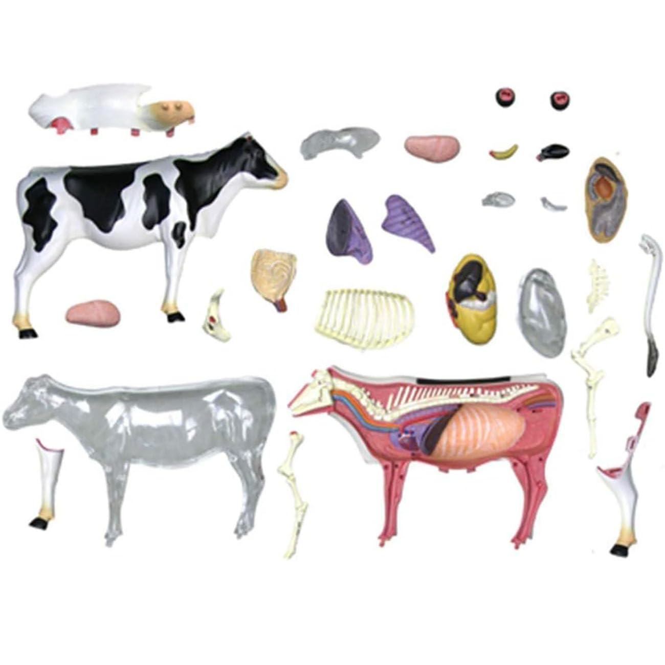 Cow Anatomy Cattle Anatomy, Illustration Stock Photo Alamy