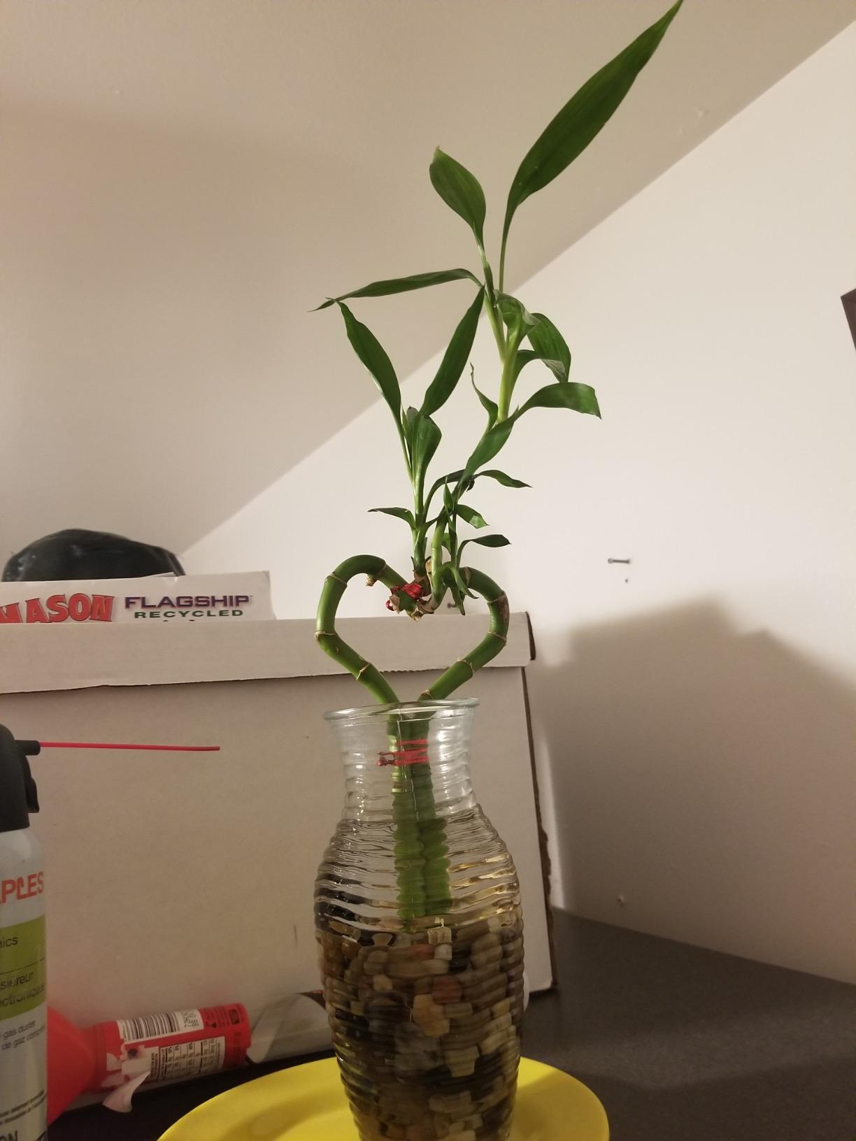 Amazon.com: Betterdecor-3 Pairs (3 Pieces) of 6 Inches Heart-shaped ...