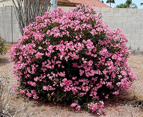 Creative Farmer Flower Seeds For Planting In Pots Nerium Oleander ...