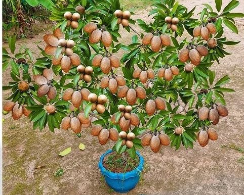 All-Time 12 Months Hybrid Chiku Live Plant - Original & Authentic ...