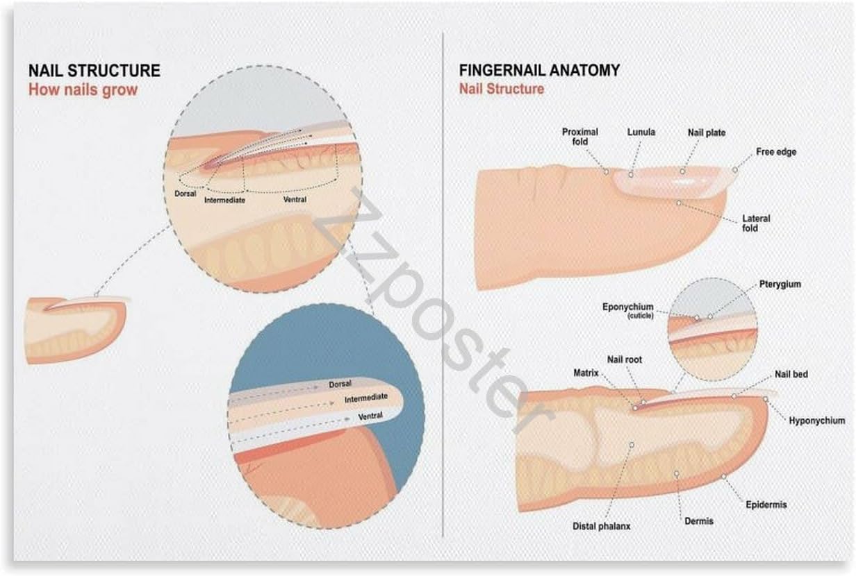 Nail Anatomy Poster Structure Map Knowledge Wall Art (5) Canvas for ...