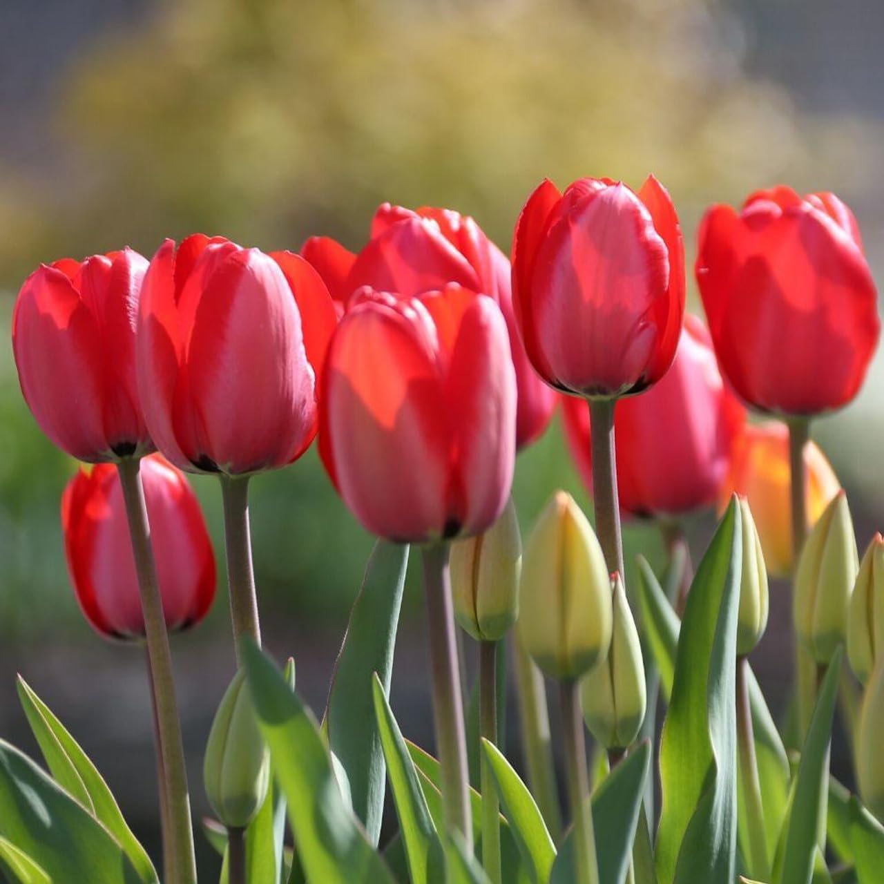 Amazon.com : Votaniki Red Impression Tulip Bulbs – Pre-Chilled Since ...