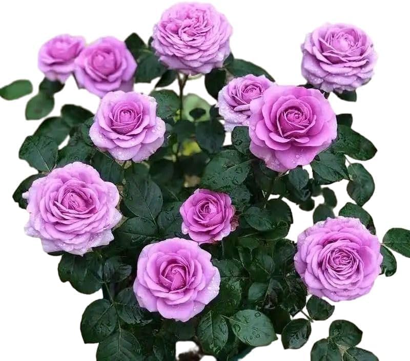 Amazon.com : WSIRUYI 2 Live Purple Rose (Rosa) - 5-7 Inch Tall, Perfect ...