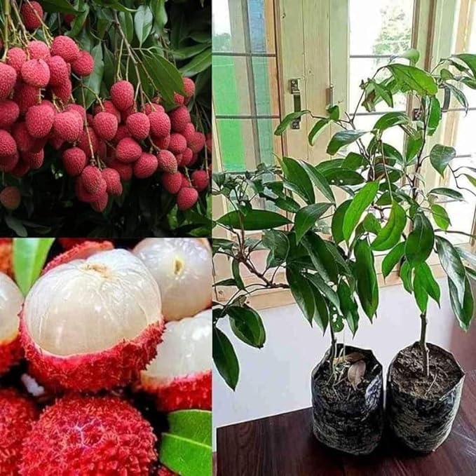 Green view® Thailand Purabi Hybrid All Seasons Litchi Plant | Sweet ...
