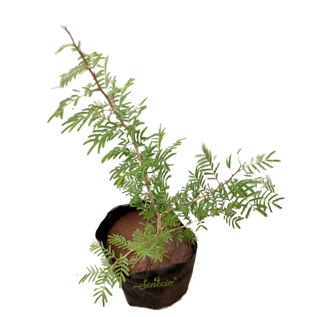 SENECIO Shami Tree, Vanni Maram, Banni Mara, Jammi, Jand, Prosopis ...