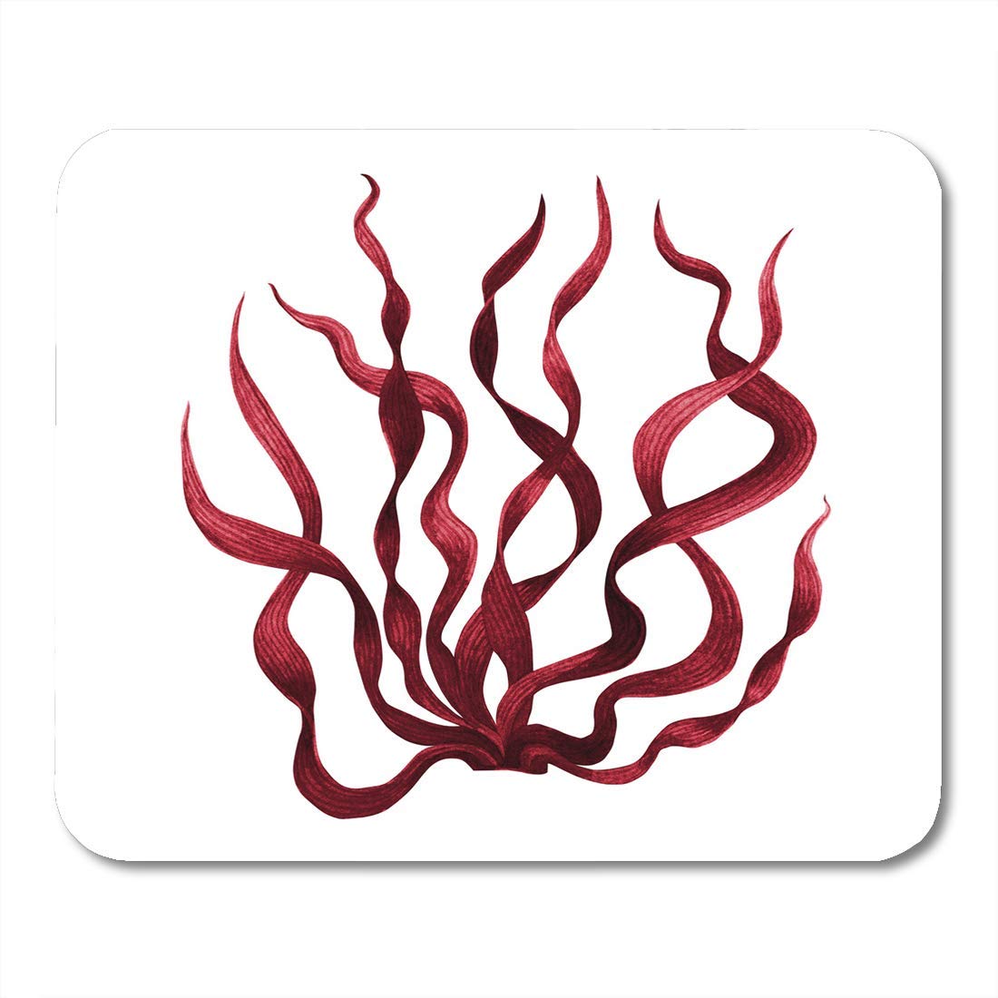 Red Algae Drawing LM Of The Red Algae, Plumaria Elegans C014 / 8487