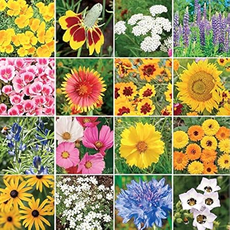 Amazon.com: Burpee Wildflower Seed Mix for Hummingbirds and Butterflies ...