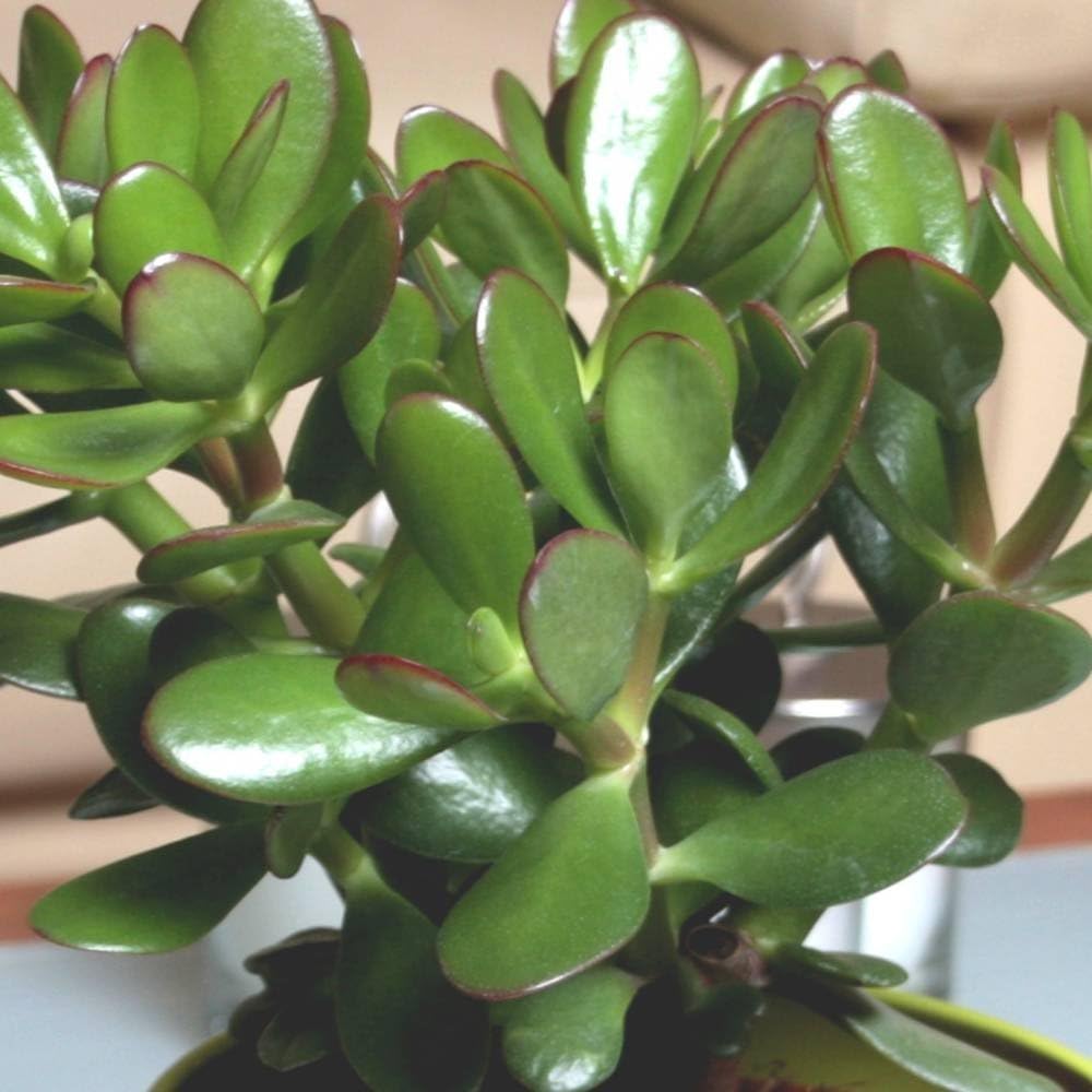 Money plants / money tree Convoluta, 1 piece. : Amazon.co.uk: Garden