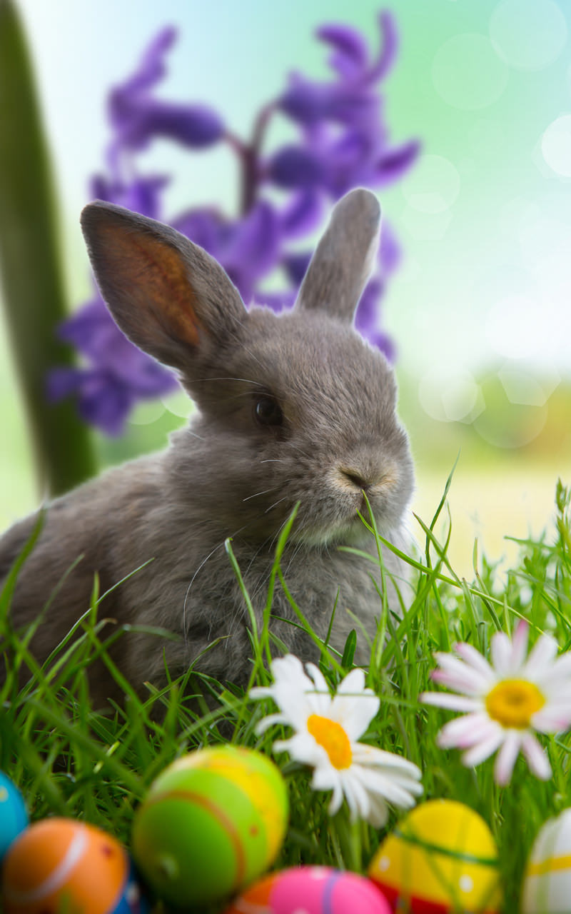 Easter Live Wallpaper - App on Amazon Appstore