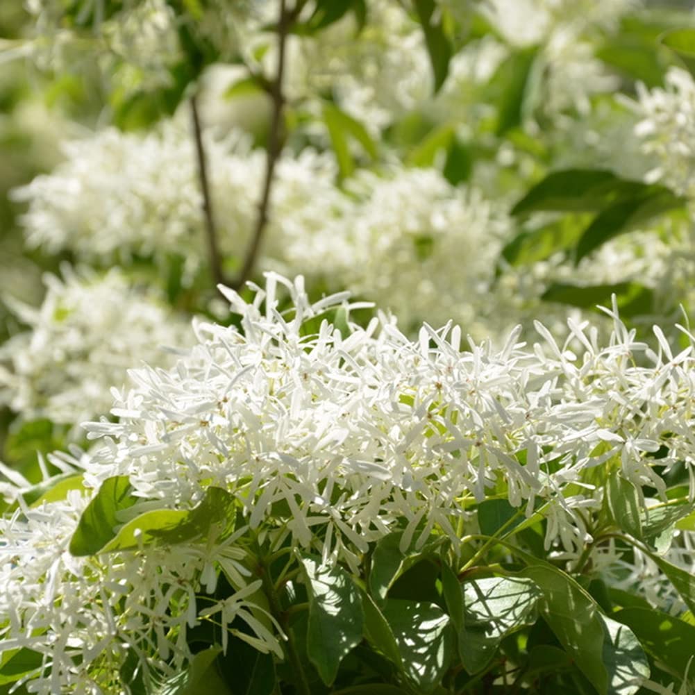 Pookq 20 Lemon Myrtle Seeds Highly Ornamental Fast Growing Backhousia ...