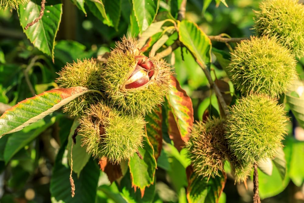 Amazon.com : Chinese Chestnuts Tree Seeds for Planting - Best Trees for ...