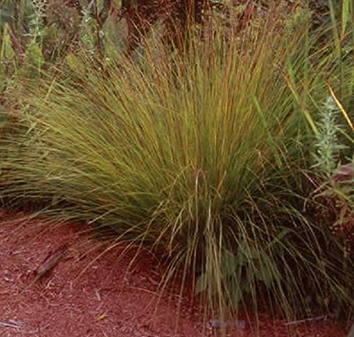 Amazon.com : Prairie Dropseed Ornamental Grass Seeds, Perennial ,Zones ...