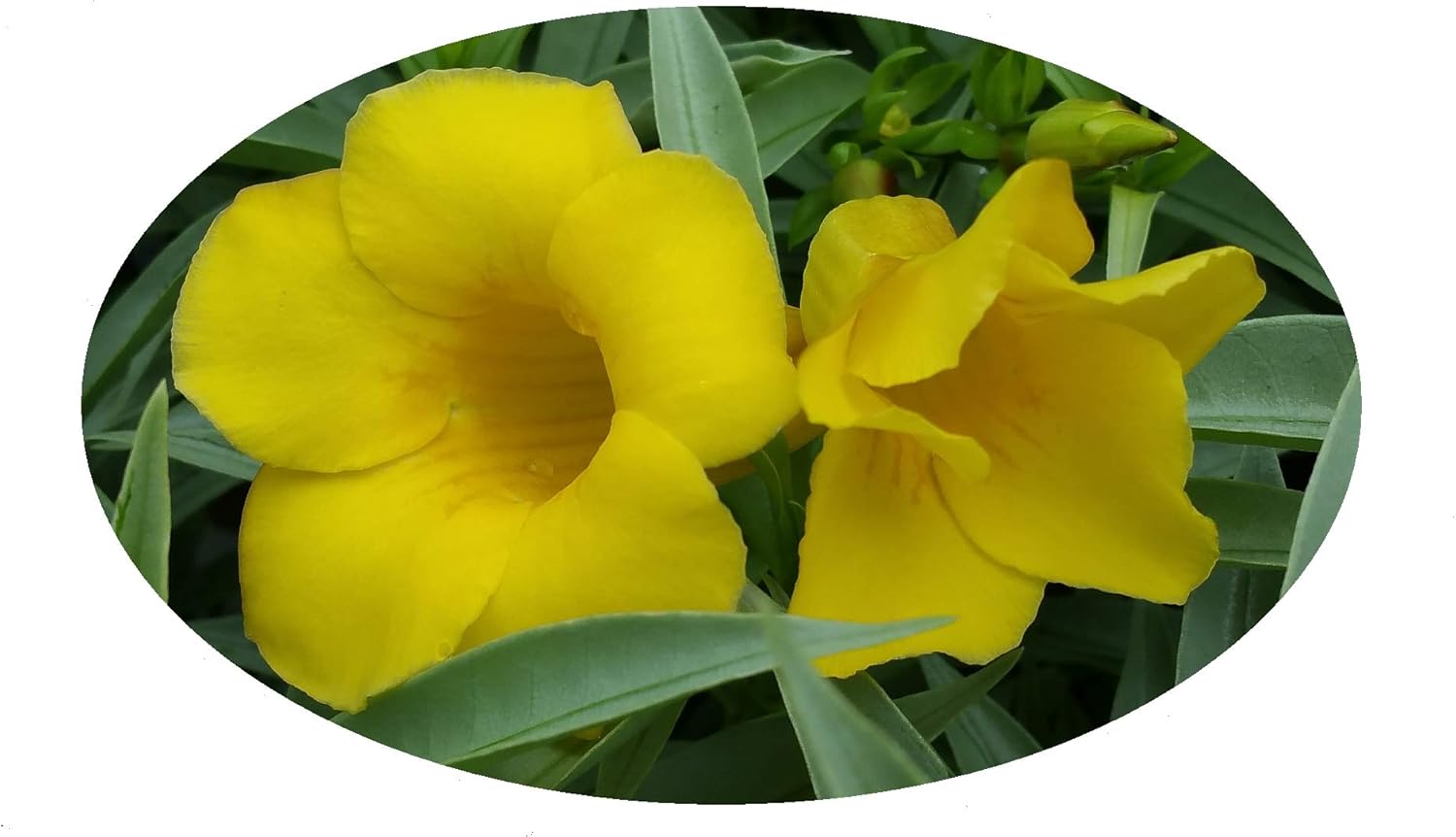 Amazon.com : Silver Jenny Dwarf Allamanda Bush Shrub Live Plant Silvery ...
