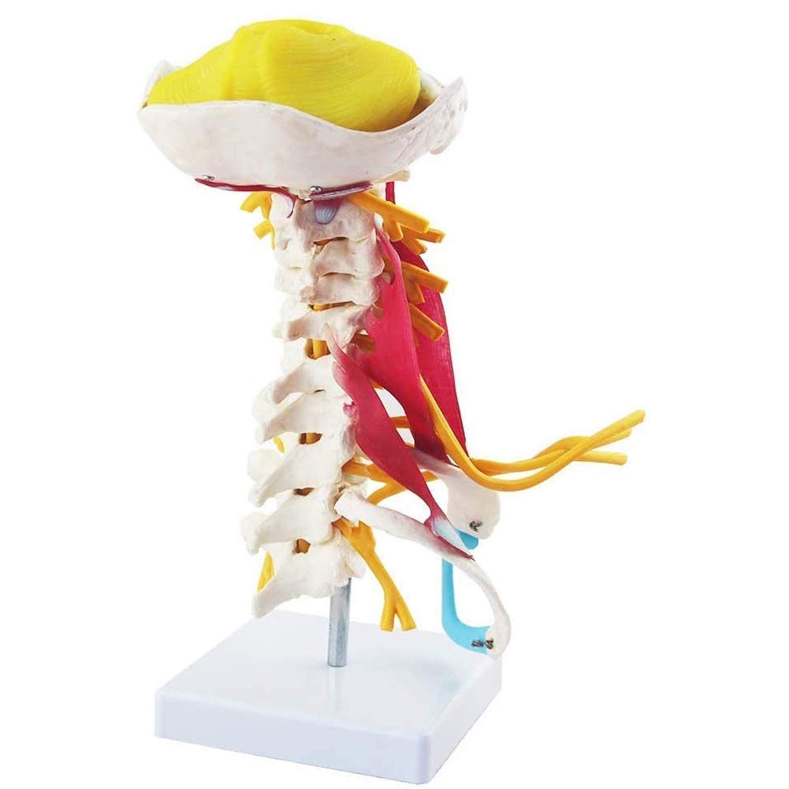 Buy Body Model Human Cervical Spine Model, Cervical Spine Muscle And ...
